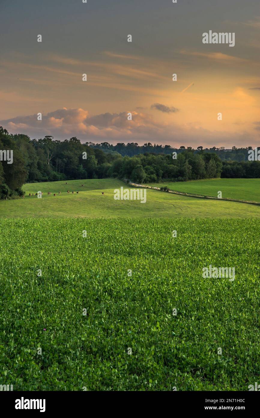 Landscape, animals, nature, sky, sunset Stock Photo - Alamy