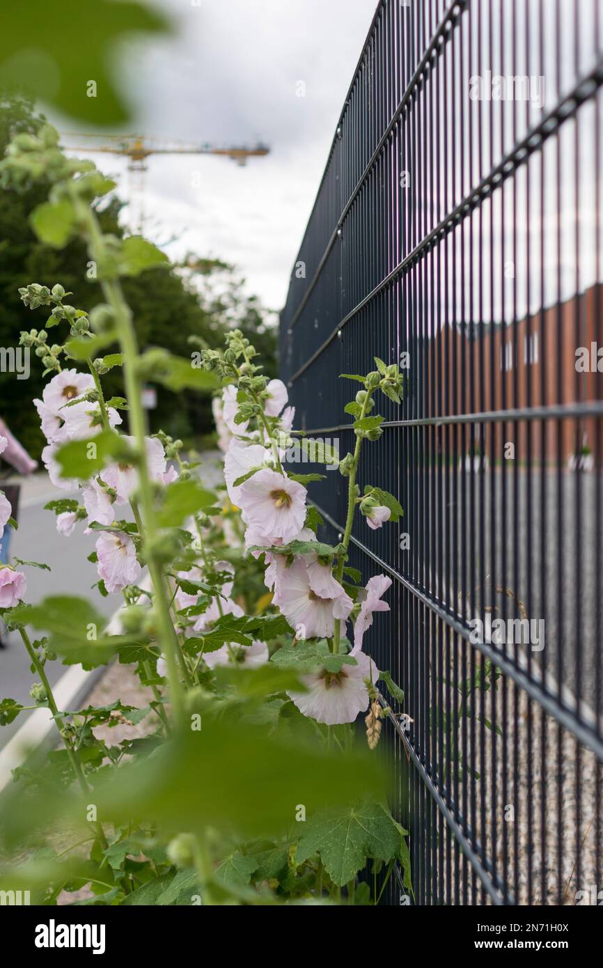 Bike path, hollyhocks, fence, city, bike route Stock Photo - Alamy