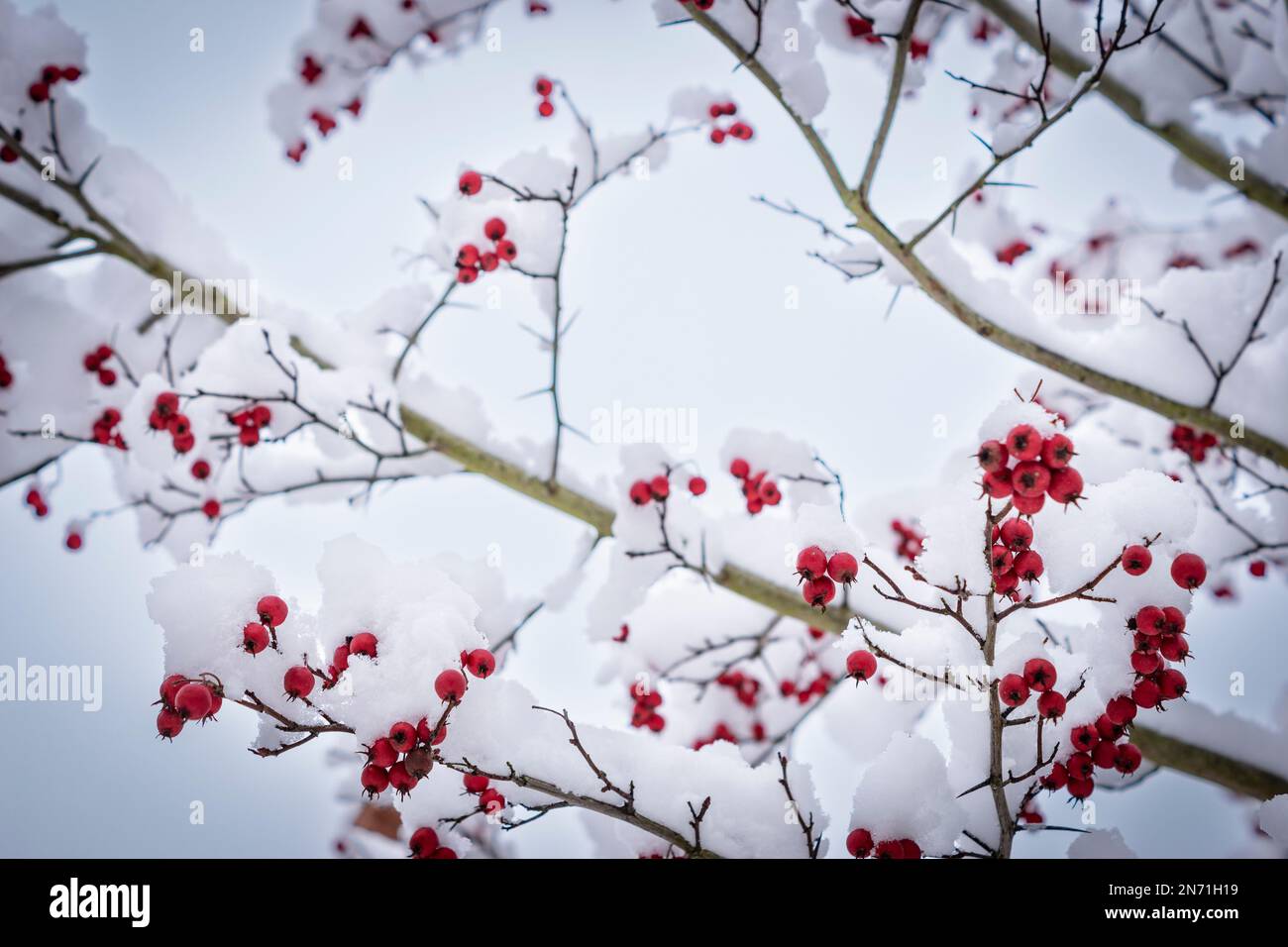 Winter berries snow hi-res stock photography and images - Alamy