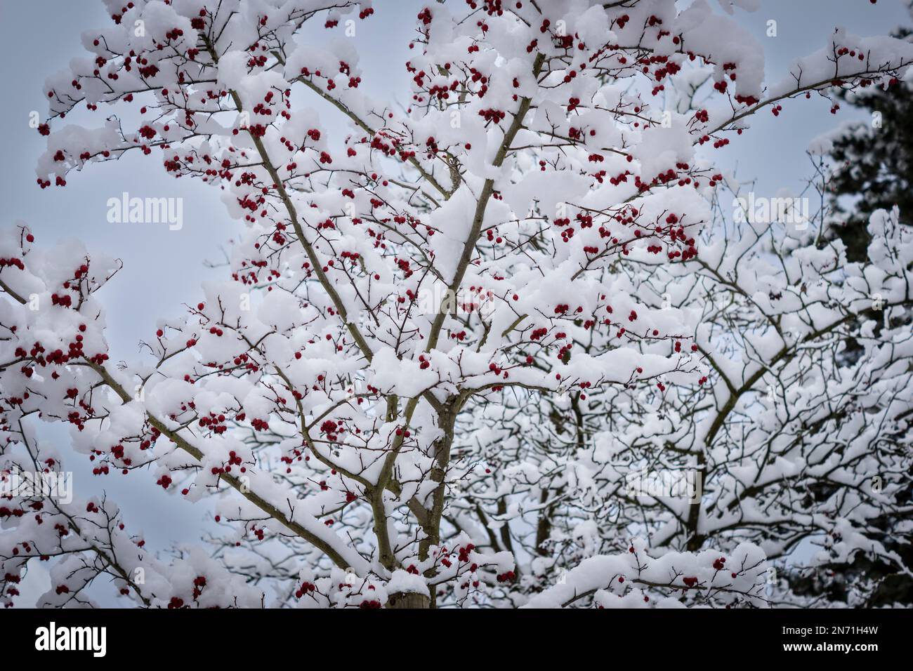 Tree, red berries, winter, snow Stock Photo - Alamy