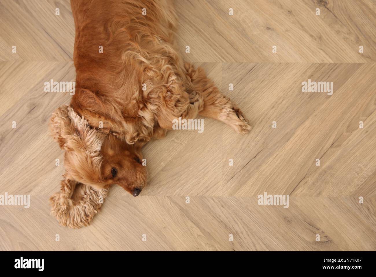 Cute Cocker Spaniel dog lying on warm floor, top view. Heating system ...