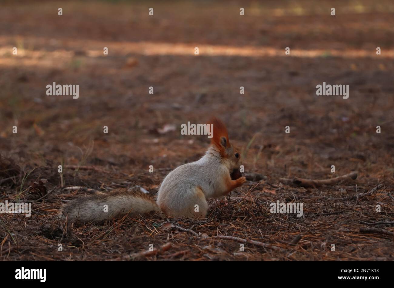 Cute red squirrel carrying nut in forest Stock Photo - Alamy
