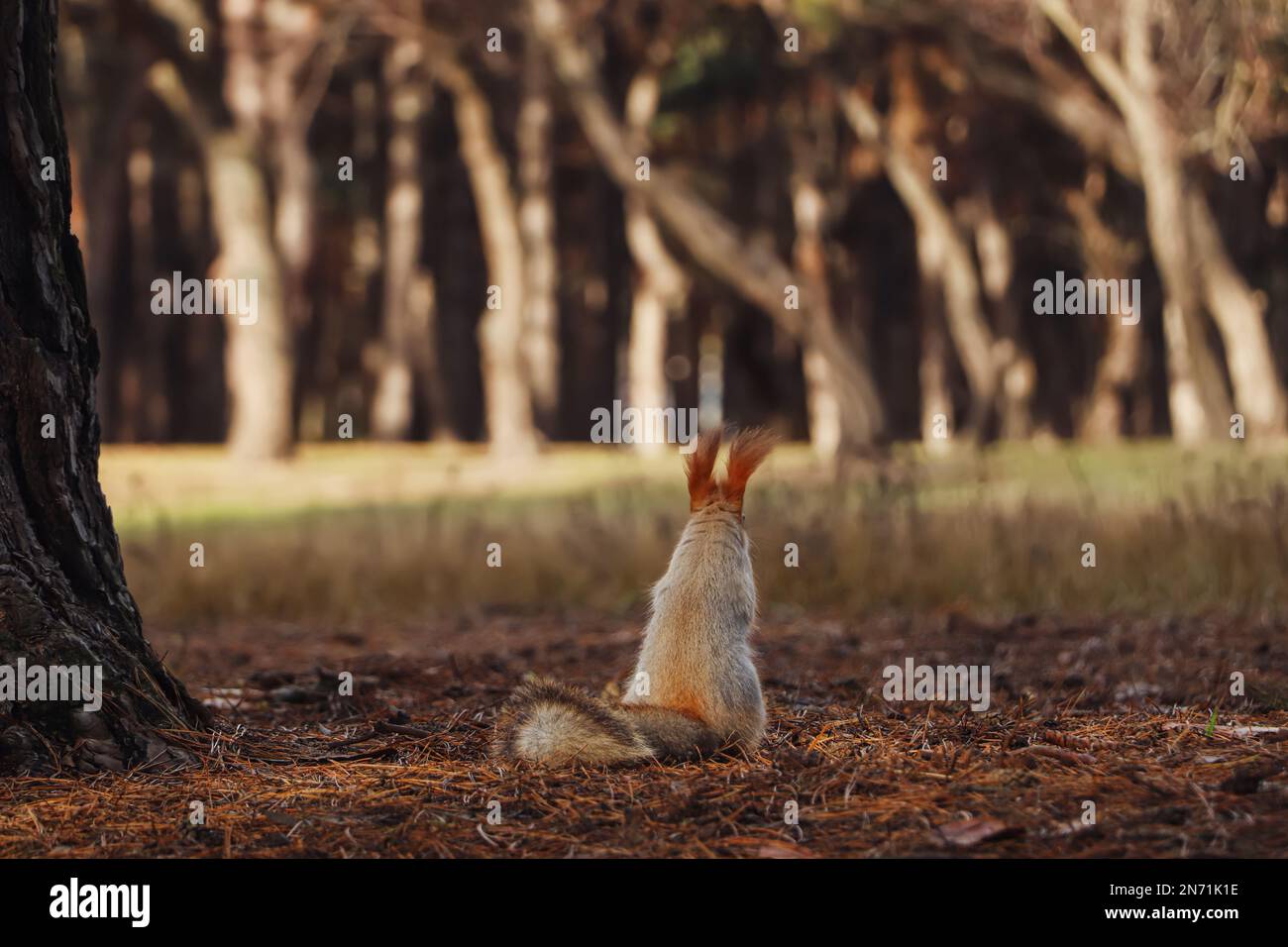 Cute red squirrel in forest, back view Stock Photo - Alamy