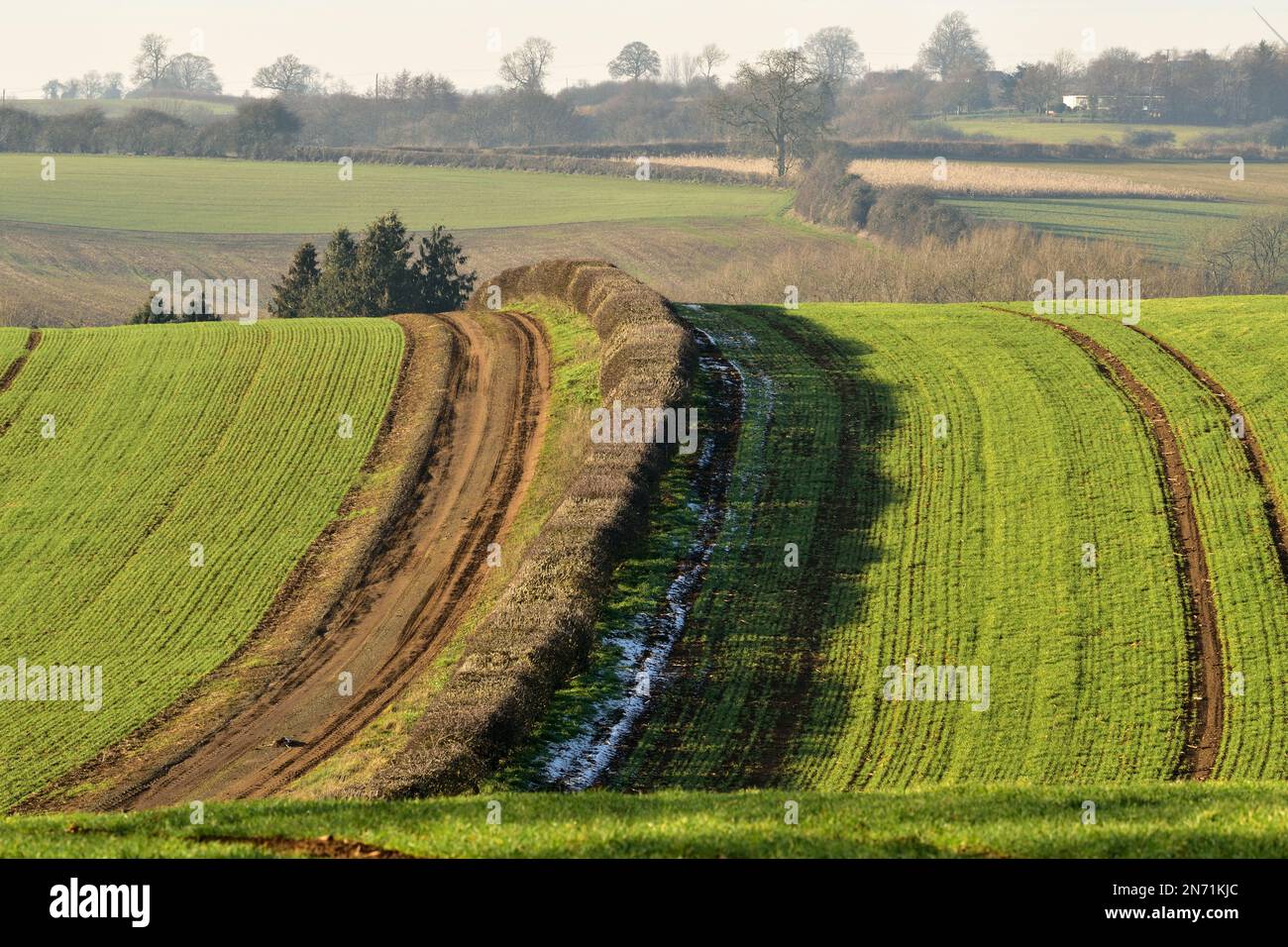 Rolling hills with planted fields and hedgerows in England Stock Photo ...