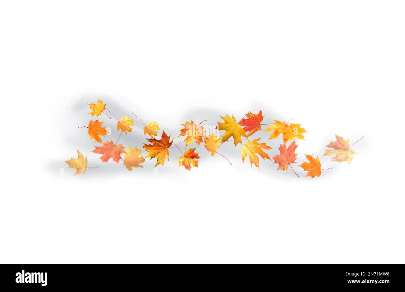 Many autumn leaves moving by gust wind on white background Stock Photo ...