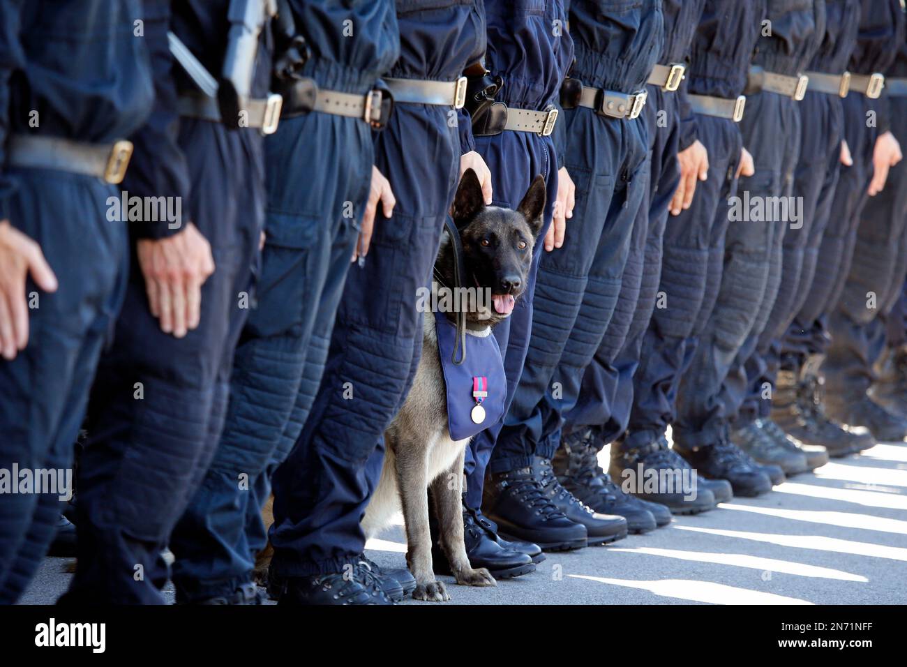 Billy a Malinois military dog of the GIGN (National Gendarmes ...