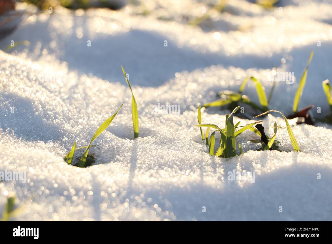 Beautiful green grass growing through snow. First spring plant Stock ...