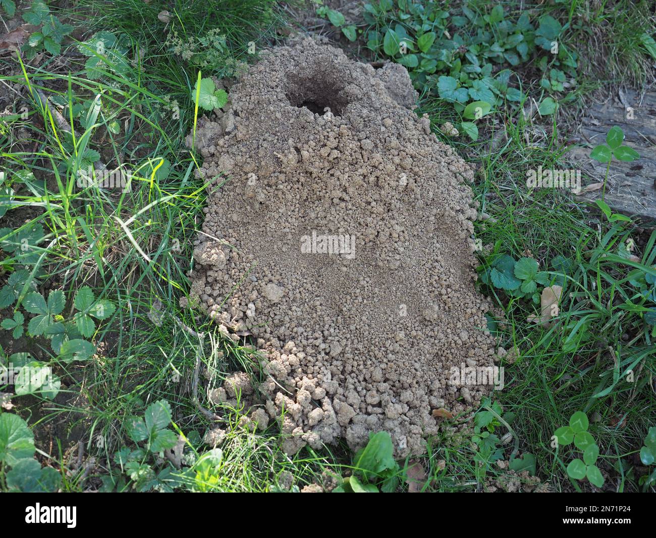 ground nesting excavated by animals in e meadow Stock Photo - Alamy