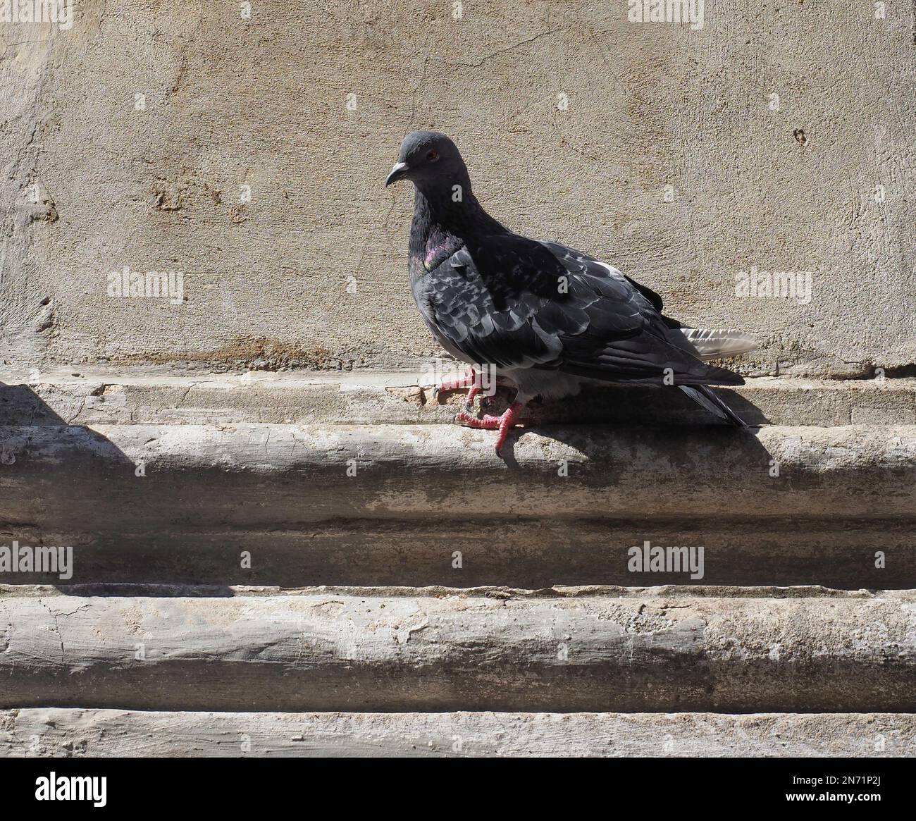 domestic pigeon aka rock pigeon scientific name Columba livia domestica ...