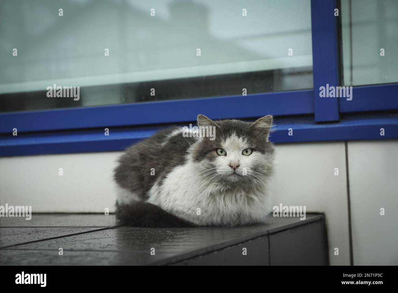 Stray cat sitting on city street. Homeless pet Stock Photo - Alamy