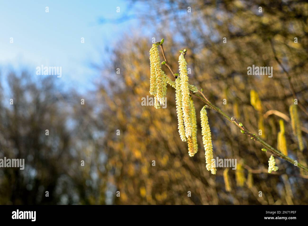 Catkin flowers drooping from a branch in a winter woodland Stock Photo - Alamy