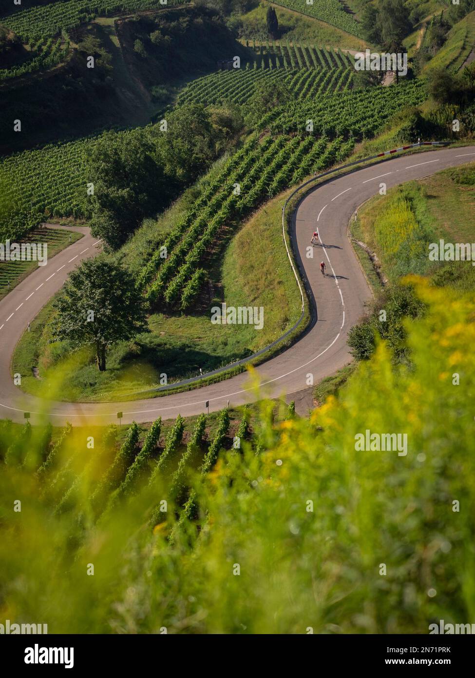 Curves, serpentines and vineyard terraces at Texaspass, Kaiserstuhl ...