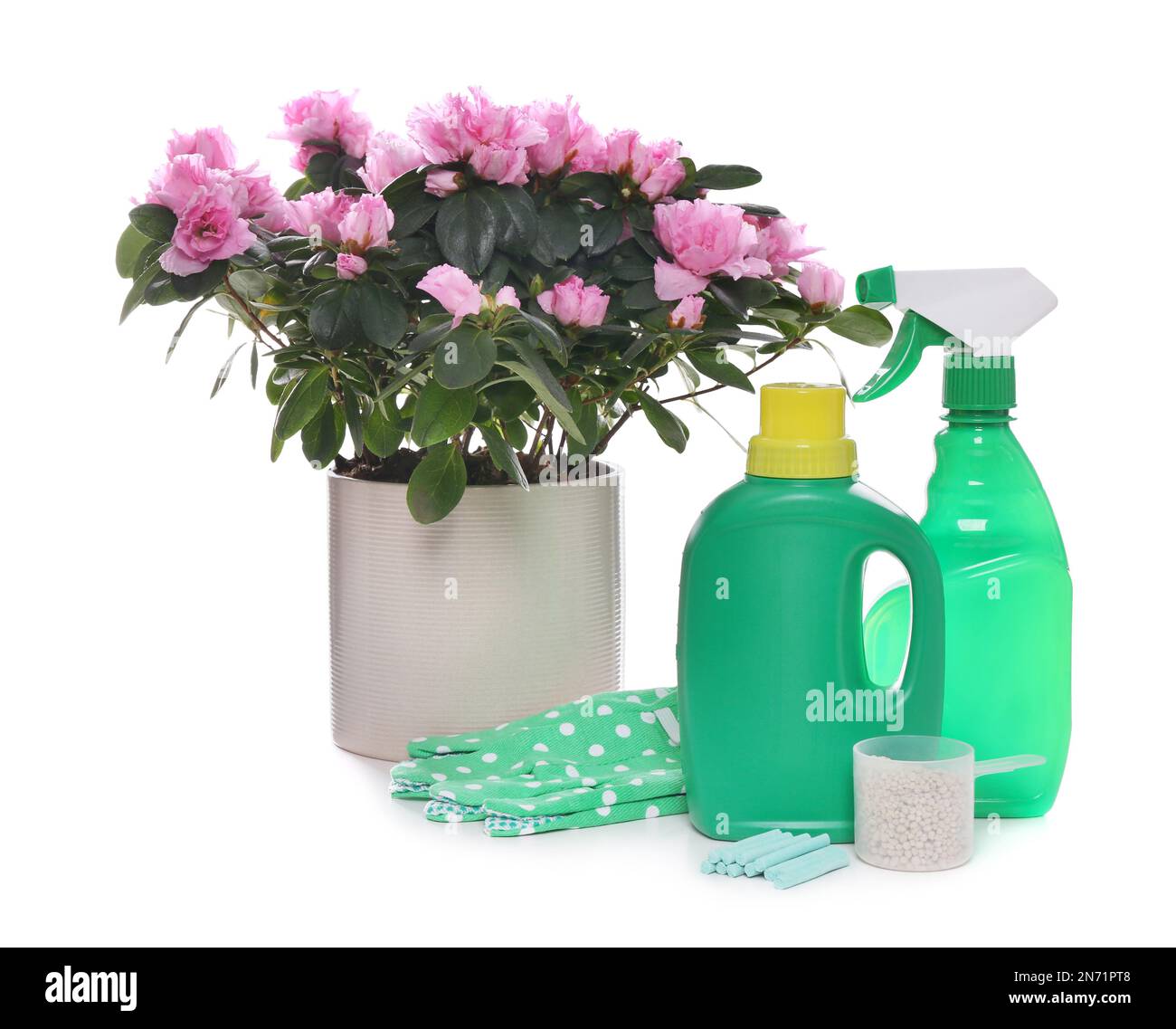 Azalea in pot, gloves and different houseplant fertilizers on white ...