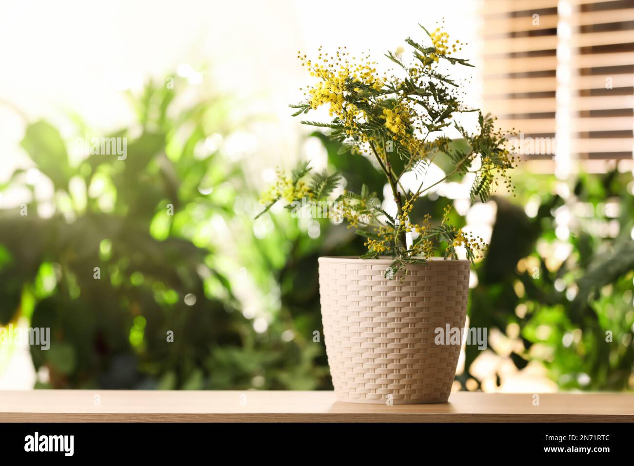 Beautiful mimosa plant in pot on table, space for text Stock Photo - Alamy
