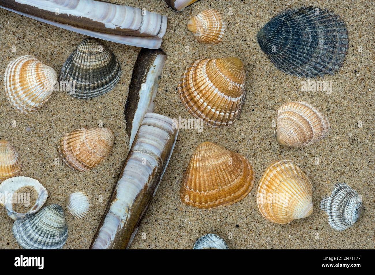 Empty Shells washed up at High Tide Stock Photo - Alamy