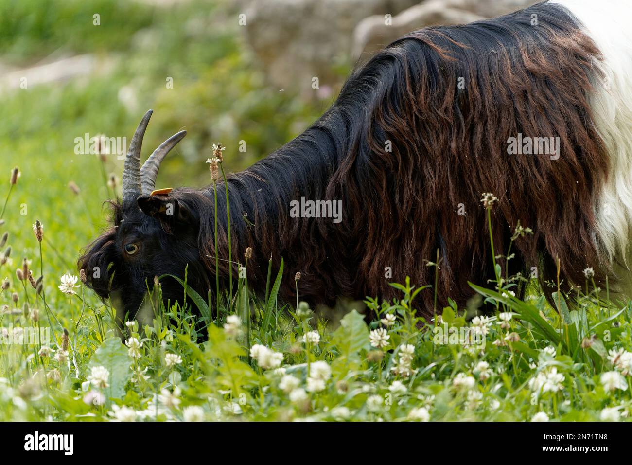 Valais Blackneck goat, Vallesana goat, glacier goat Stock Photo - Alamy