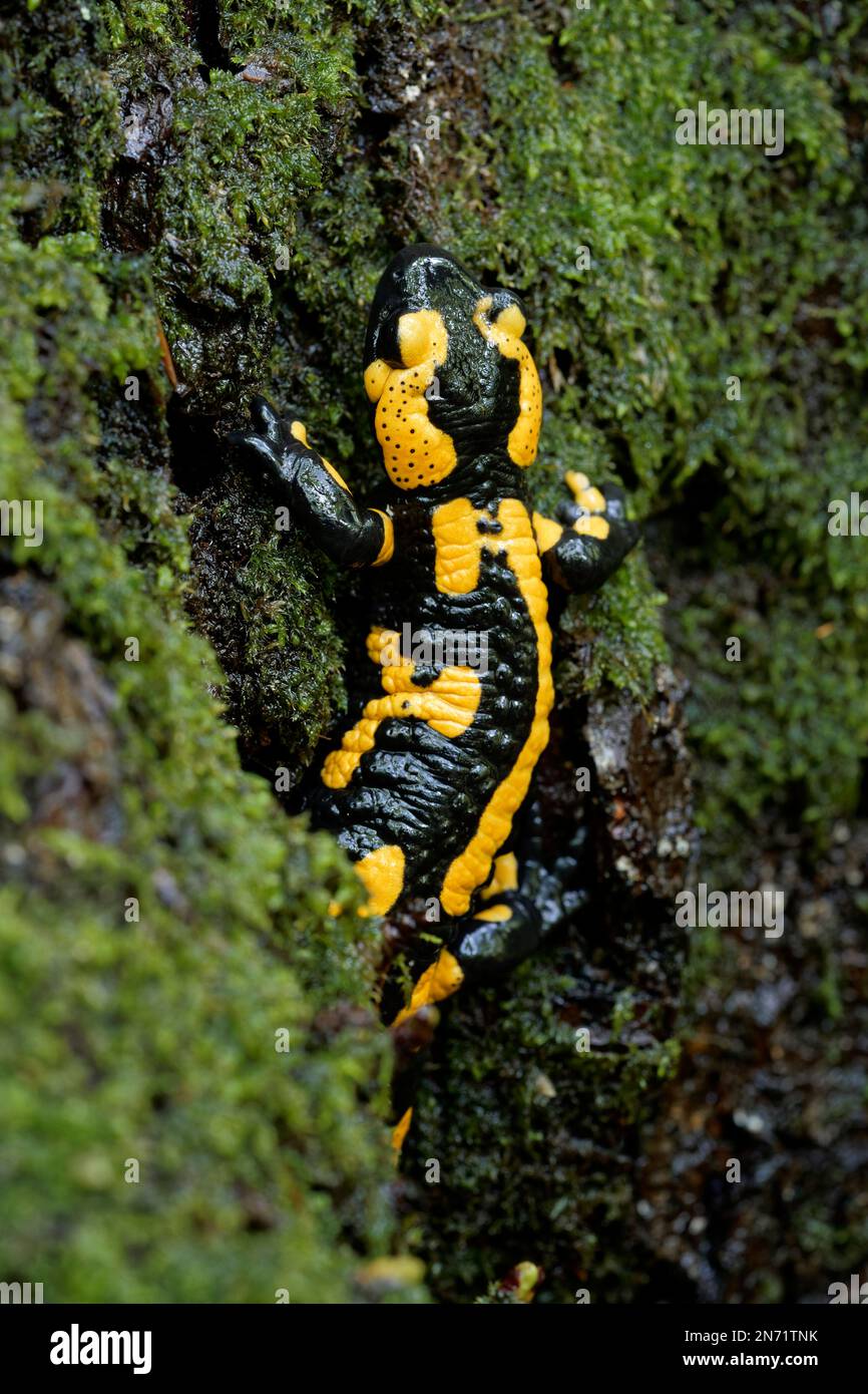 Fire salamander, Salamandra salamandra Stock Photo - Alamy