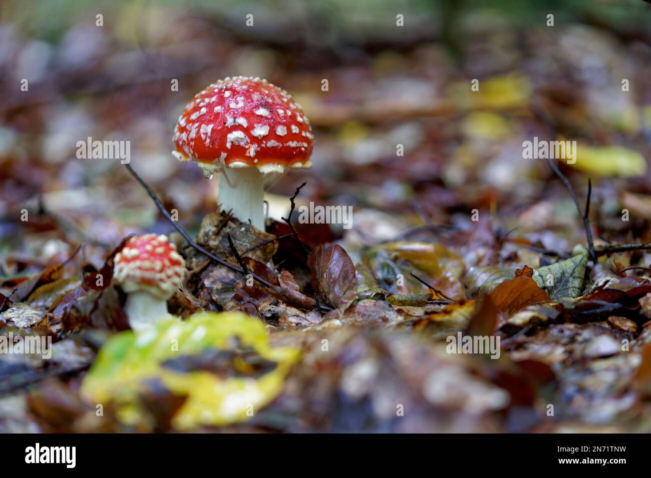 Toadstool amanita muscaria toxic hi-res stock photography and images ...