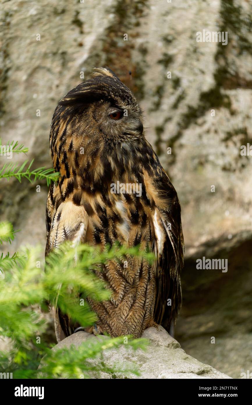 Eagle owl, Bubo bubo Stock Photo - Alamy