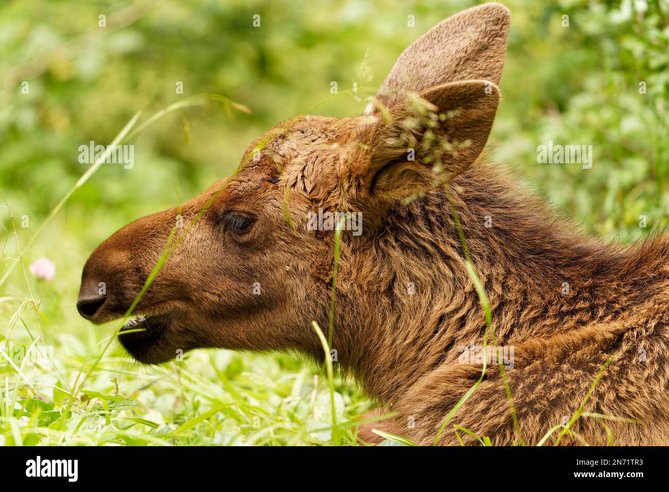 Baby elk hi-res stock photography and images - Alamy