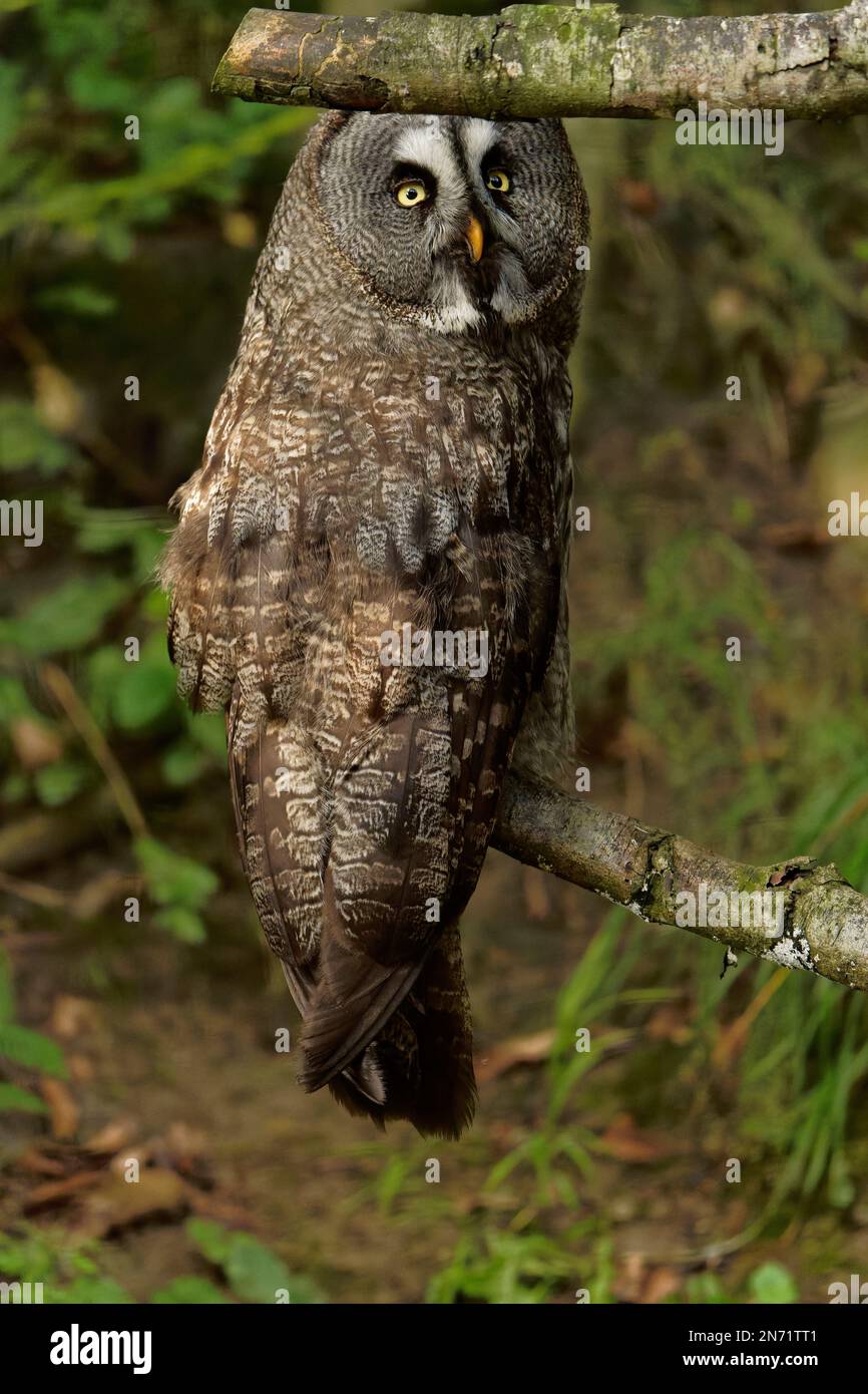 Otus species hi-res stock photography and images - Alamy