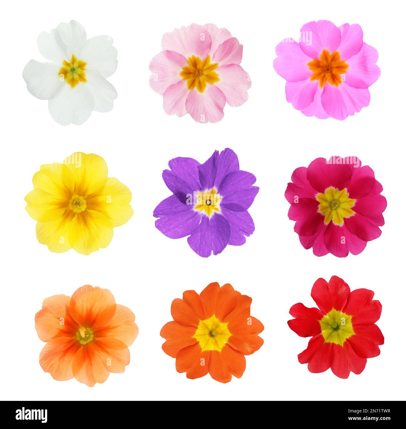 Set with different beautiful primula (primrose) flowers on white ...