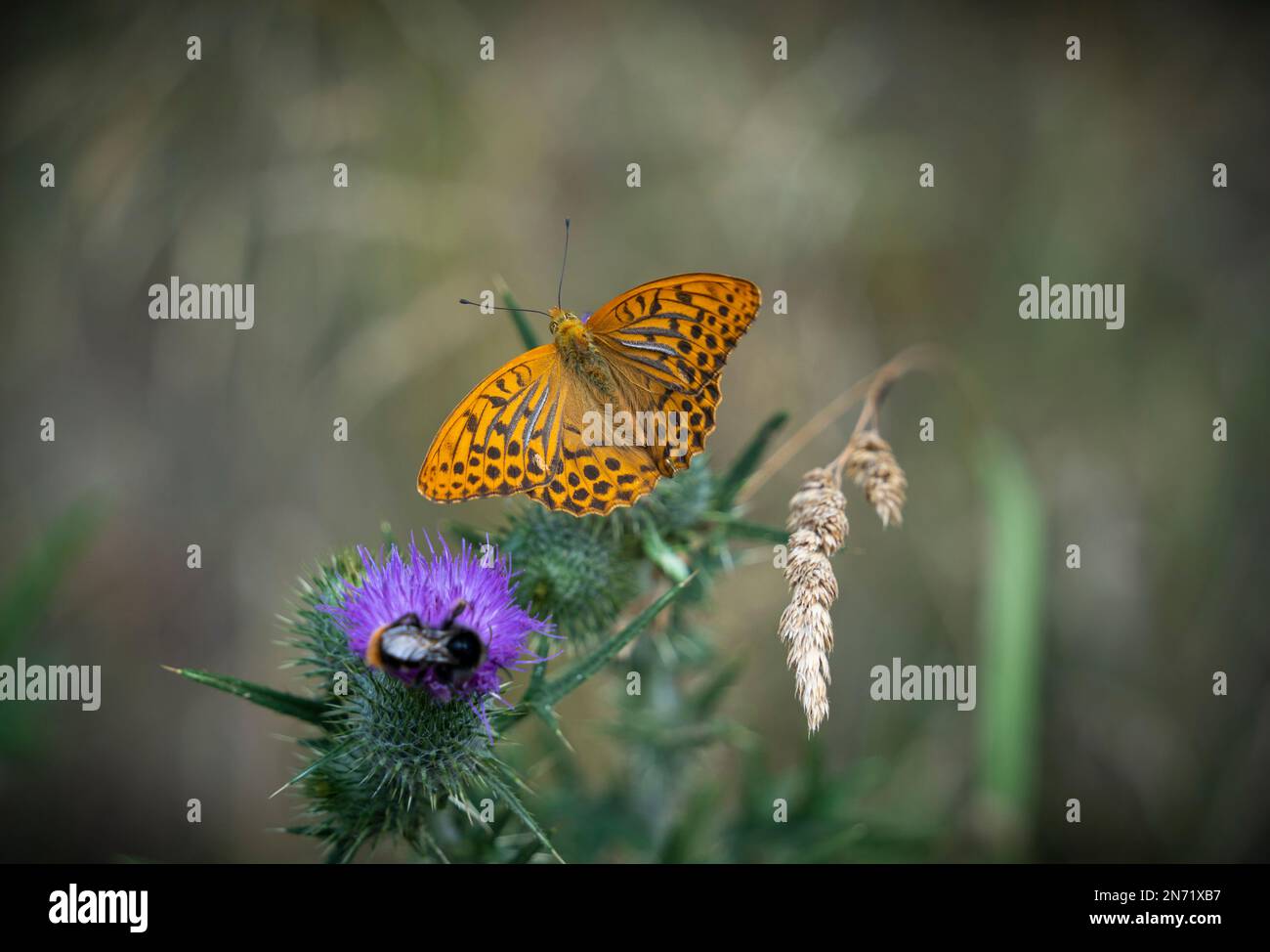 butterfly, silver-washed fritillary, Argynnis paphia Stock Photo - Alamy