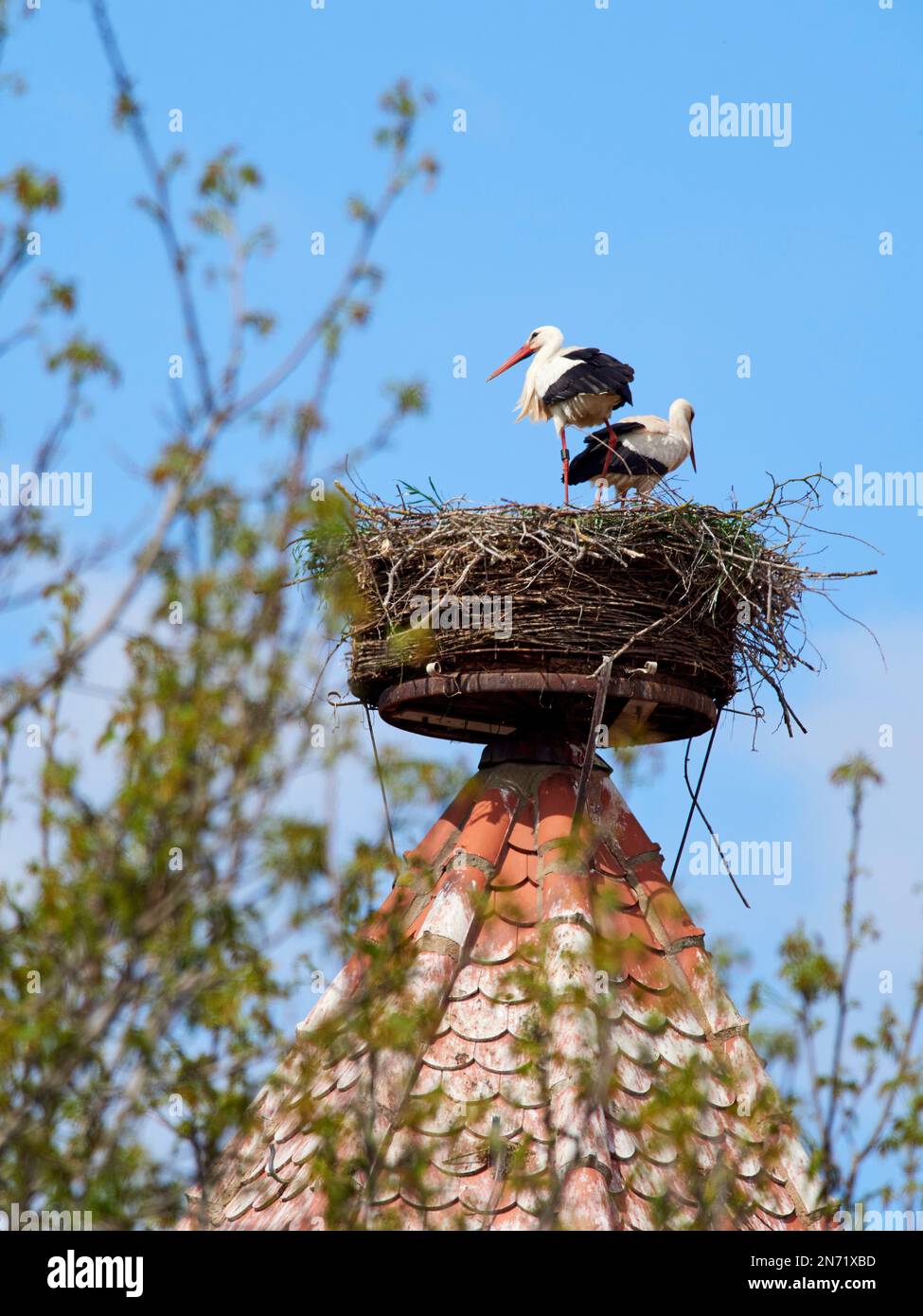 White storks, Ciconia ciconia, in historic town of Seßlach, Coburg ...