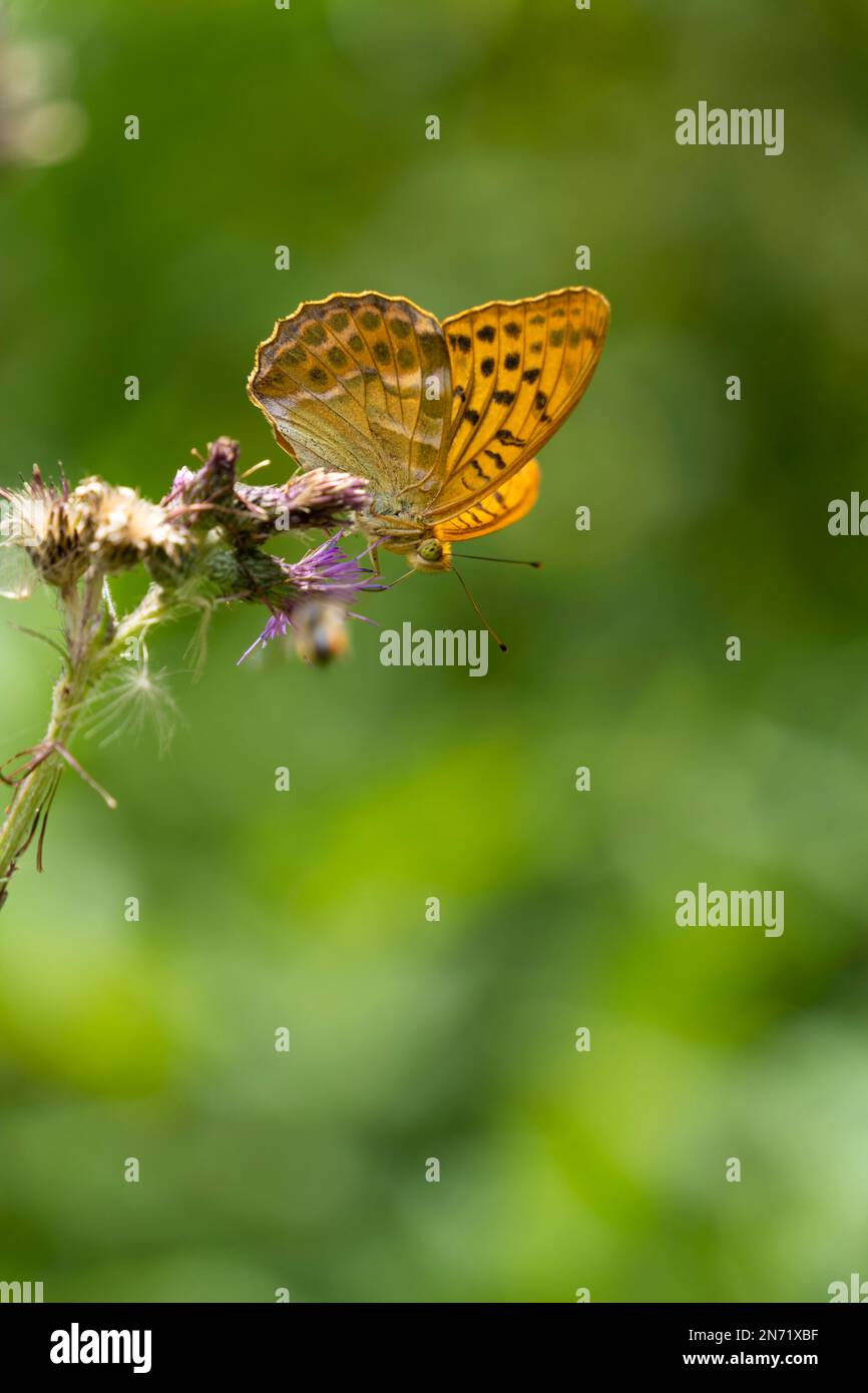 butterfly, silver-washed fritillary, Argynnis paphia Stock Photo - Alamy