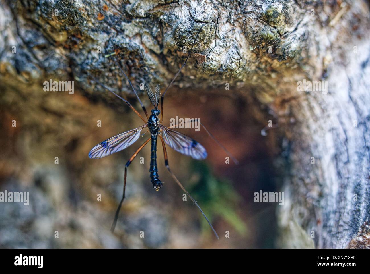 Male cranefly hi-res stock photography and images - Alamy