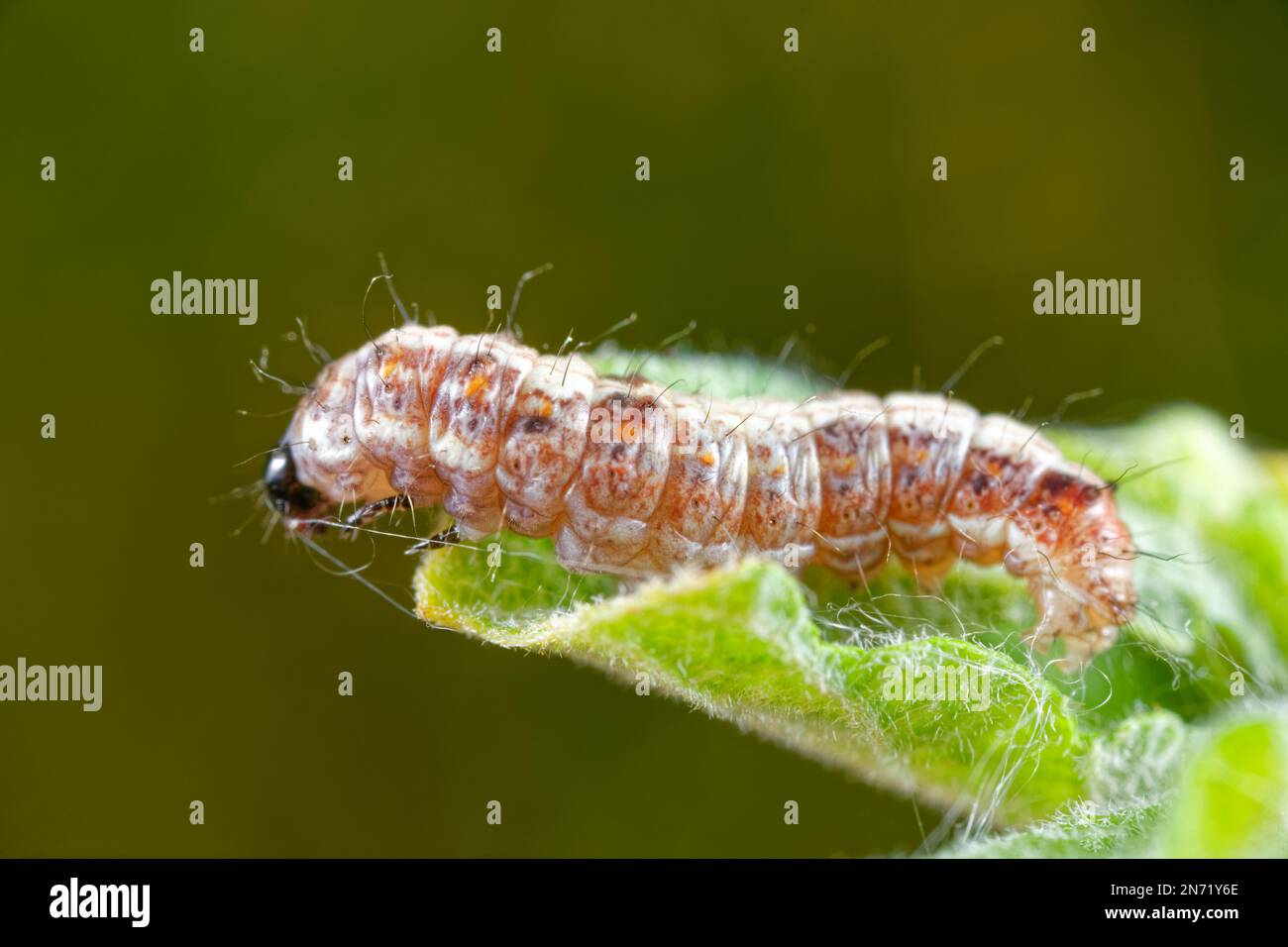 Cream-bordered green pea moth larva (Earias clorana Stock Photo - Alamy