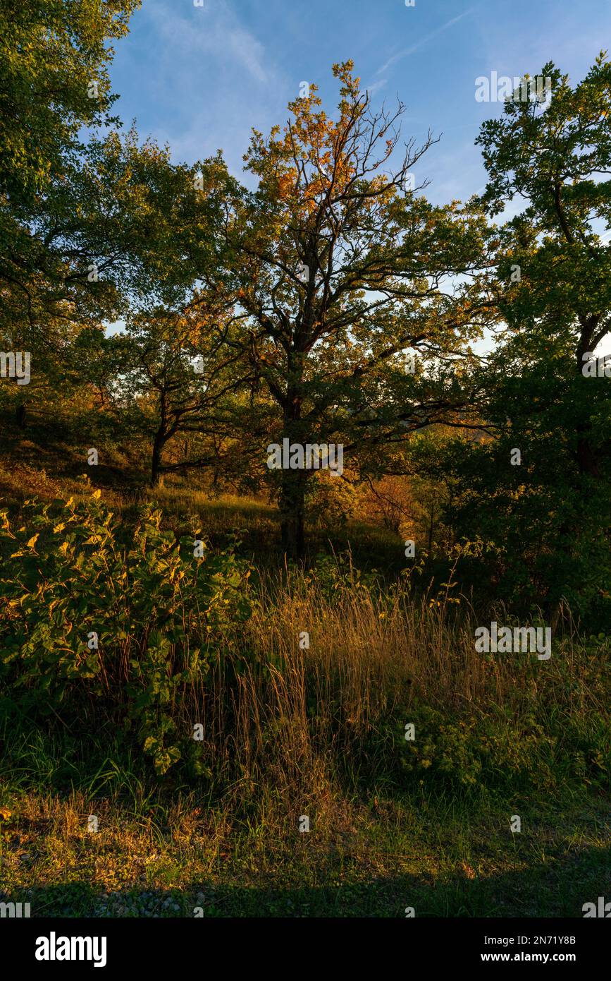 Heath forest hi-res stock photography and images - Alamy