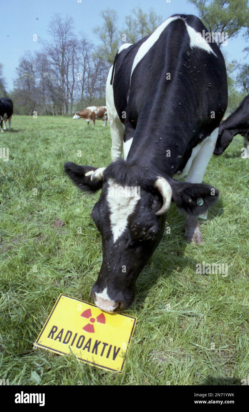 German Health autorities warned farmers to keep cattle inside after ...