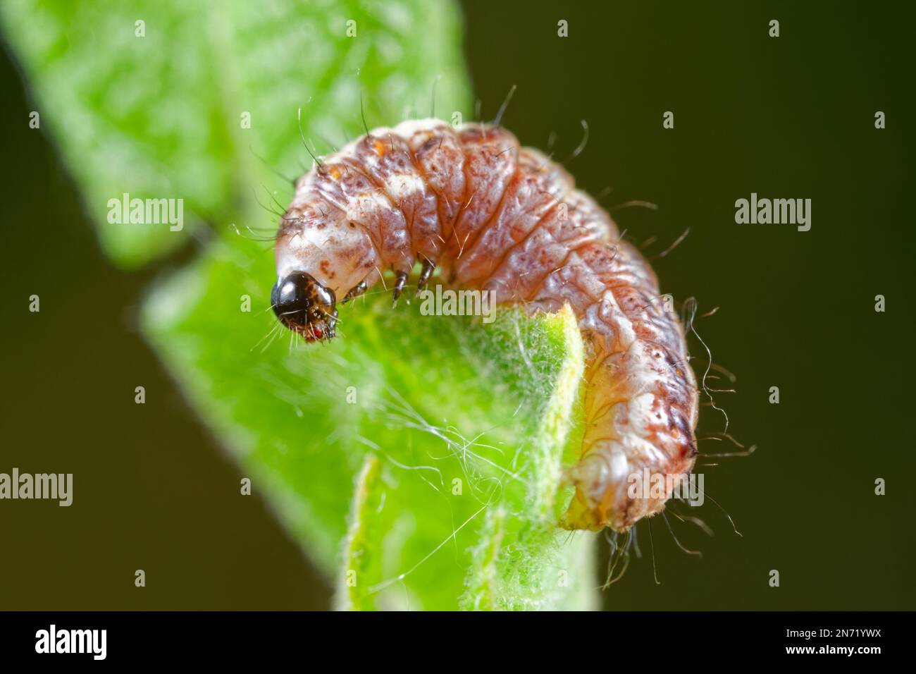 Cream-bordered green pea moth larva (Earias clorana Stock Photo - Alamy