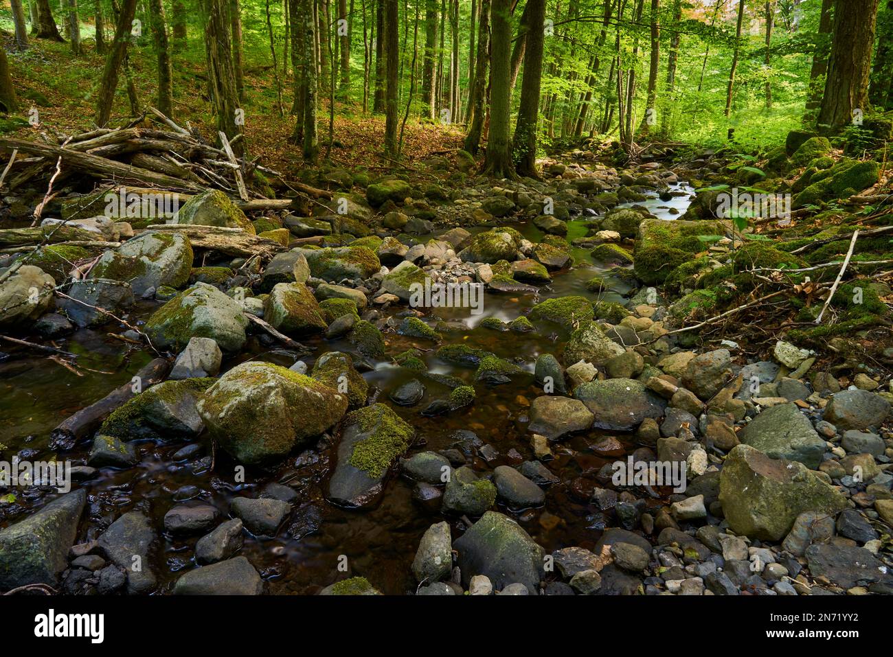 The Elsbach in the Gangolfsberg nature reserve in the core zone of the ...