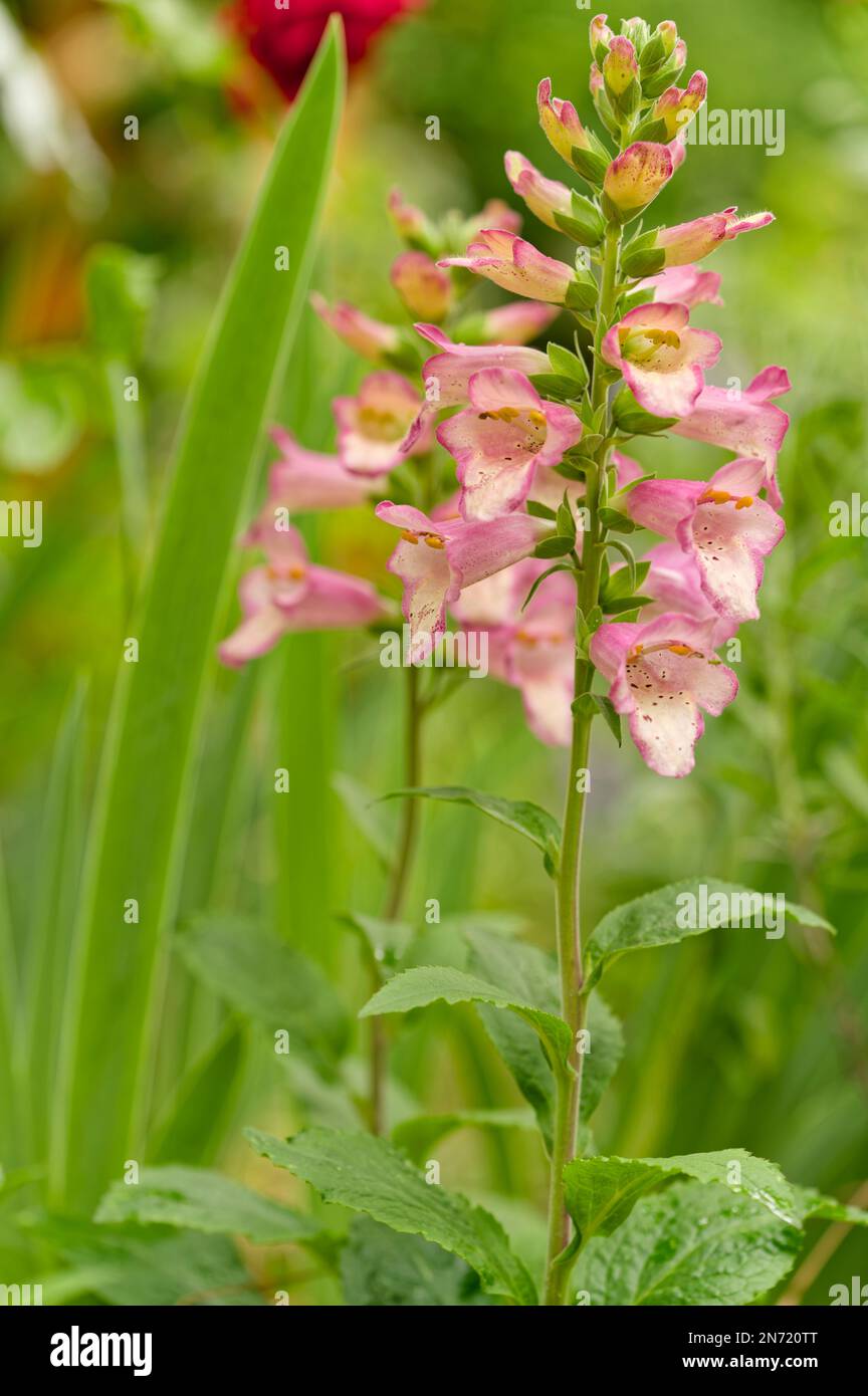 Red foxglove, Digitalis purpurea Stock Photo - Alamy