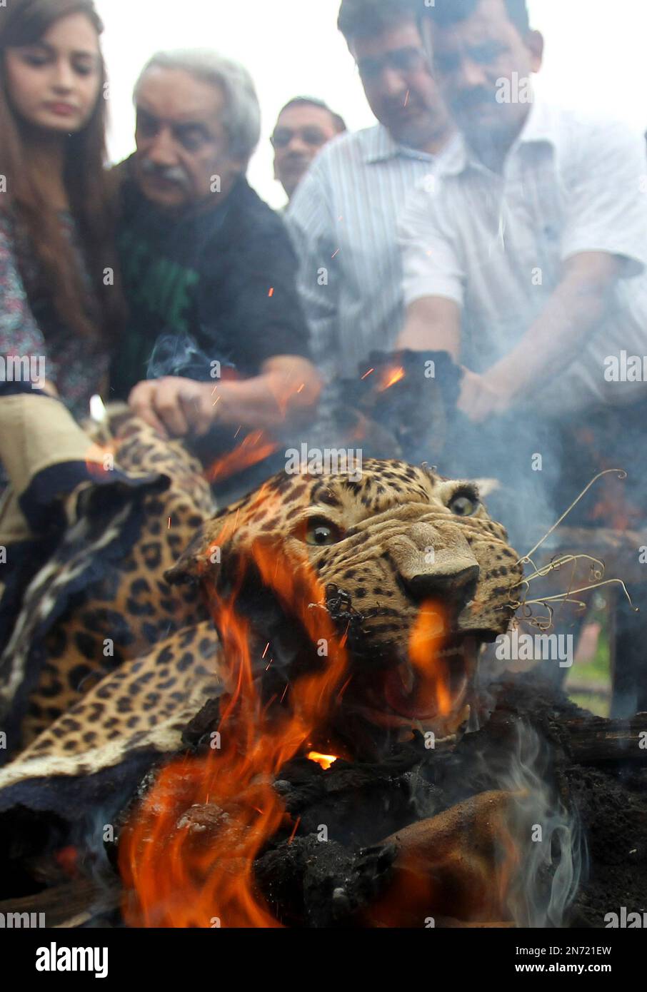 A leopard skin burns as Indian officials and activists burn wildlife ...