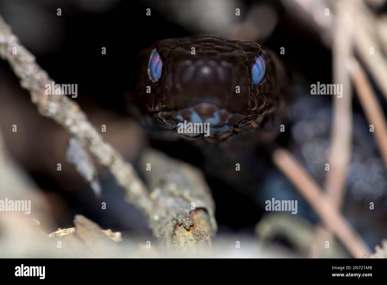 Blue male adder hi-res stock photography and images - Alamy
