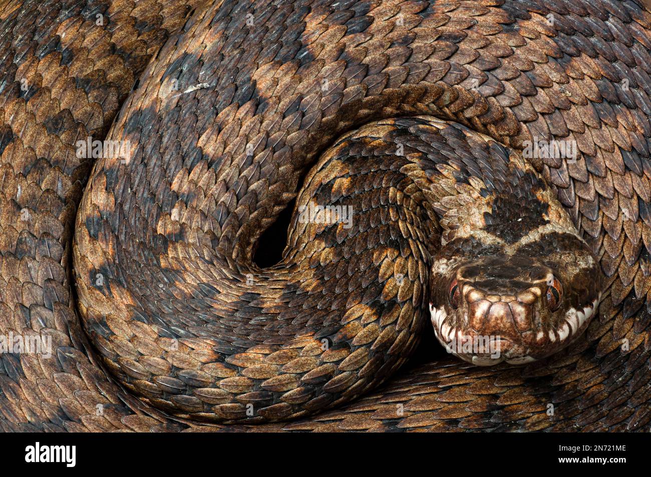 Female grass snake hi-res stock photography and images - Alamy