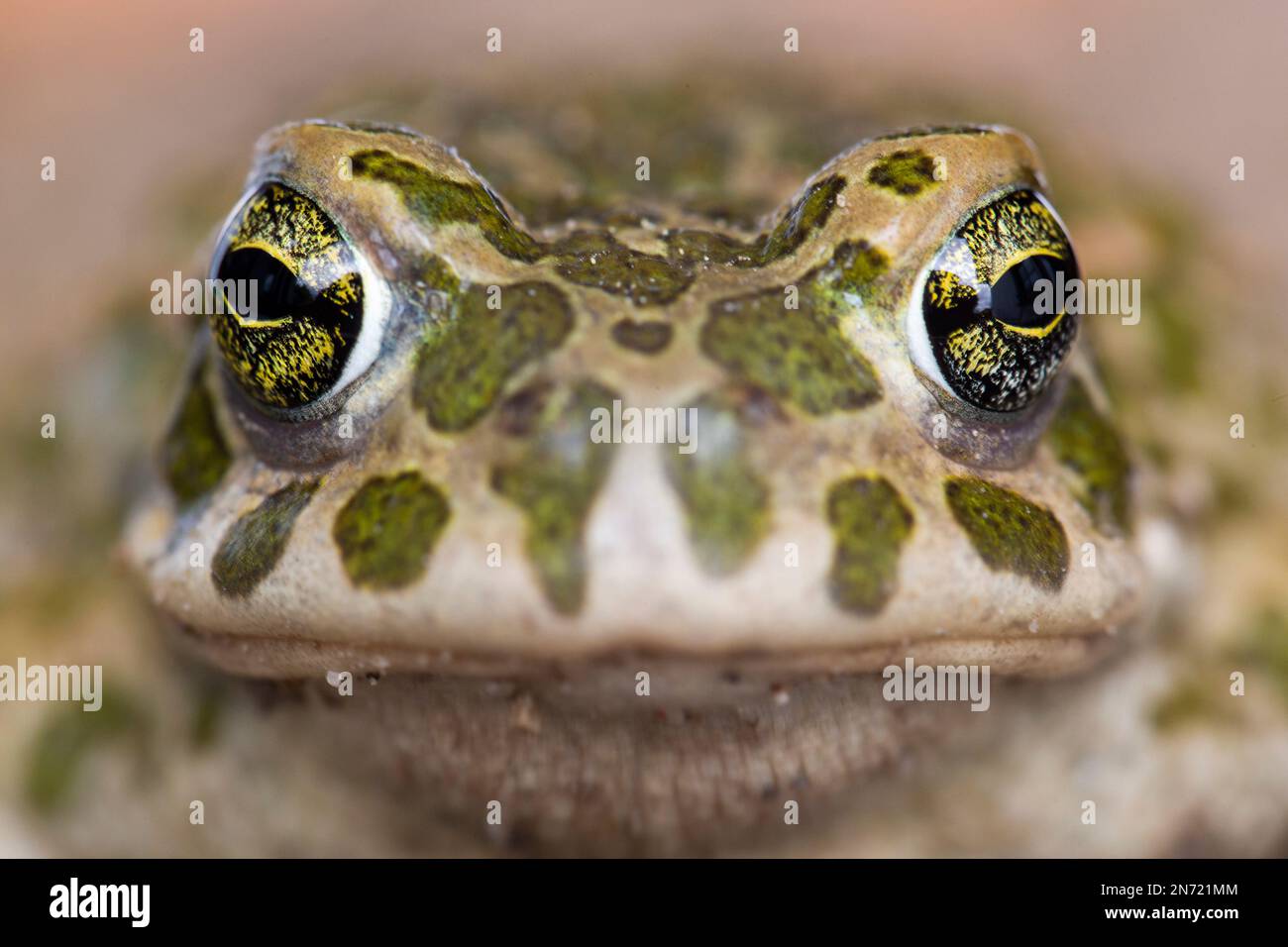 Bufo viridis, green toad, head, portrait Stock Photo - Alamy