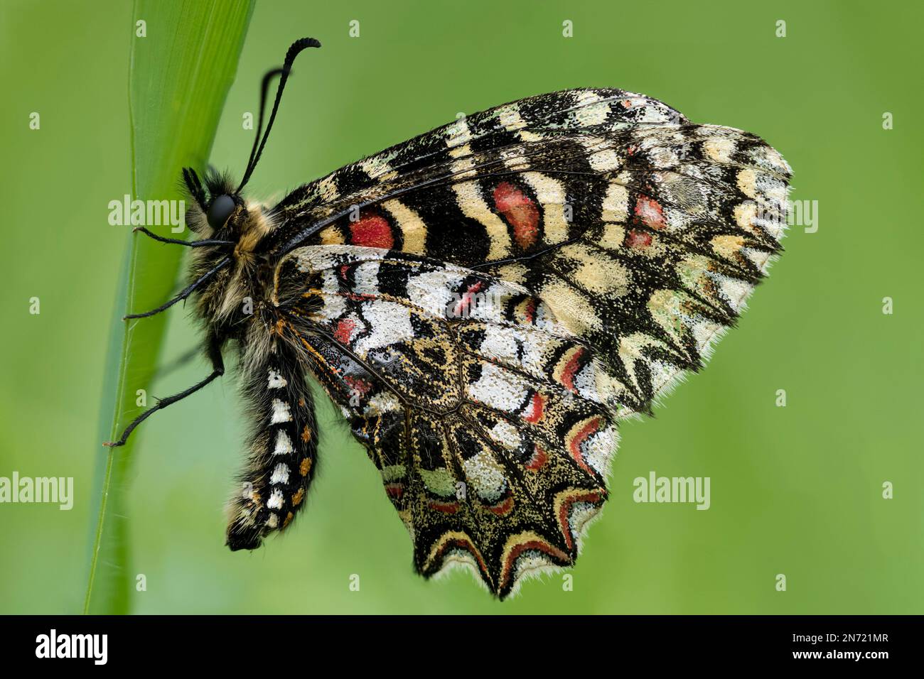 Butterfly closed wings hi-res stock photography and images - Alamy