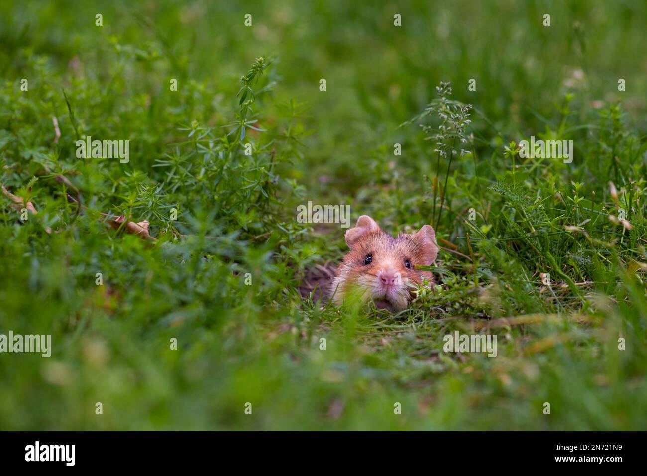 Field hamster, Cricetus cricetus, European hamster, meadow, looks ...