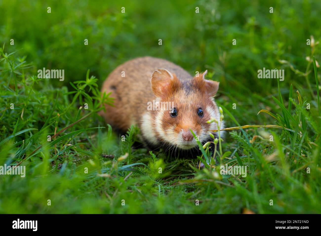 Spotted hamster hi-res stock photography and images - Alamy