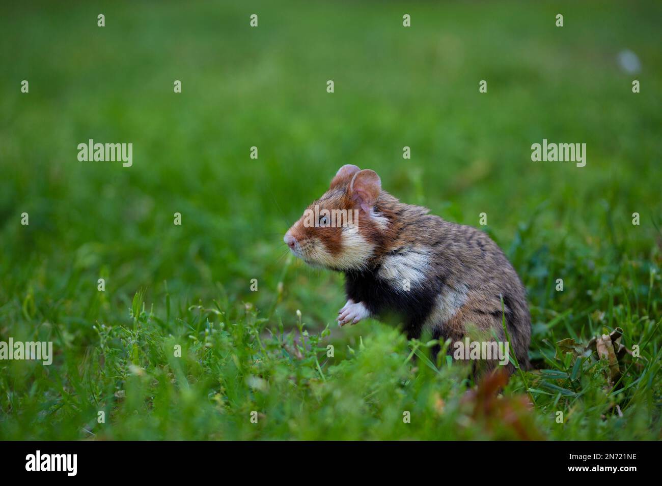 Field hamster, Cricetus cricetus, European hamster, meadow Stock Photo ...