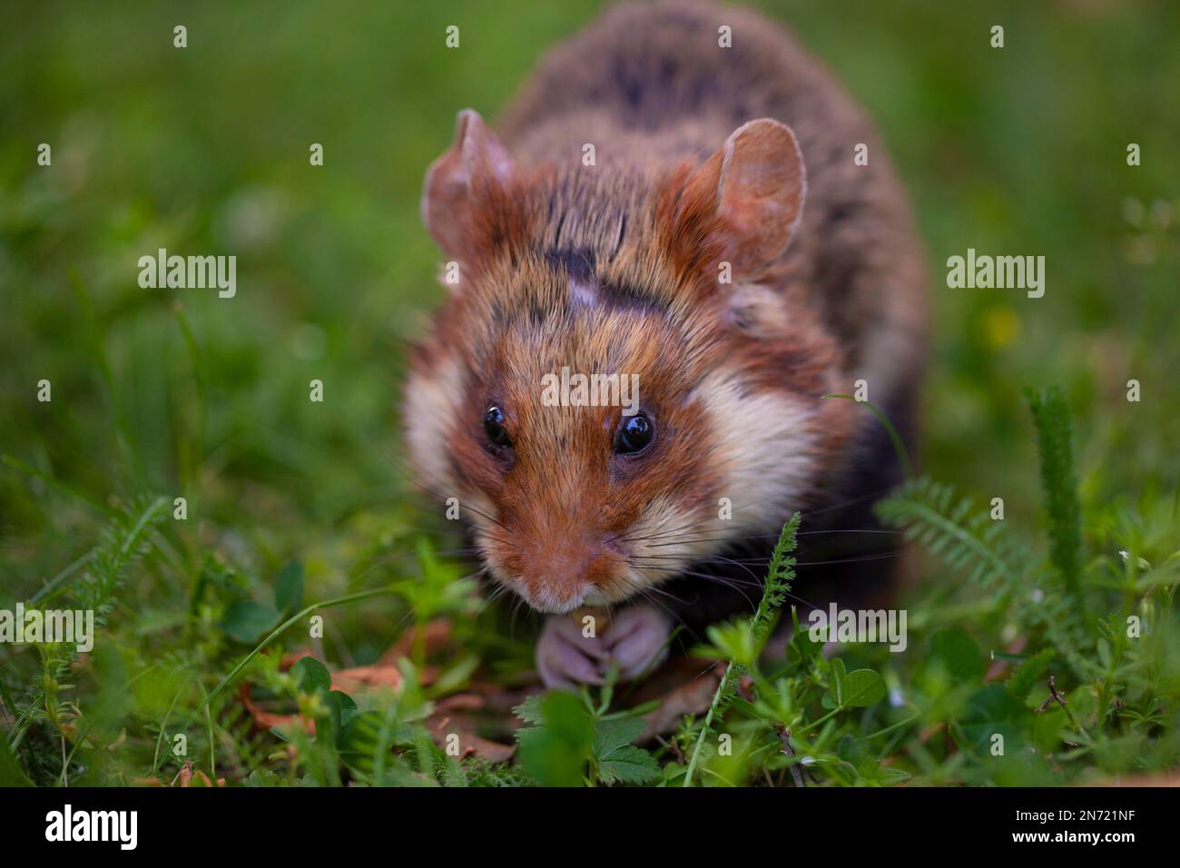 Field hamster, Cricetus cricetus, European hamster, meadow Stock Photo ...