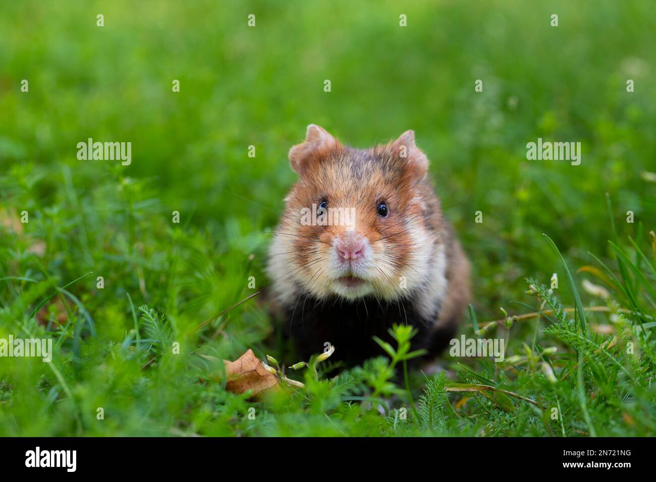Field hamster, Cricetus cricetus, European hamster, meadow Stock Photo ...