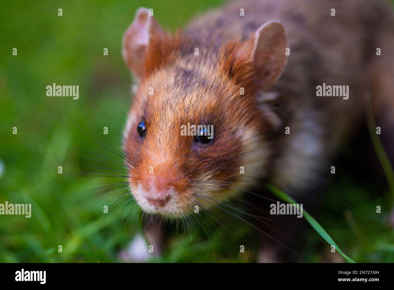 Field hamster, Cricetus cricetus, European hamster, meadow Stock Photo ...