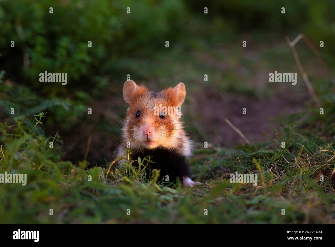 Field hamster, Cricetus cricetus, European hamster, meadow, looks ...