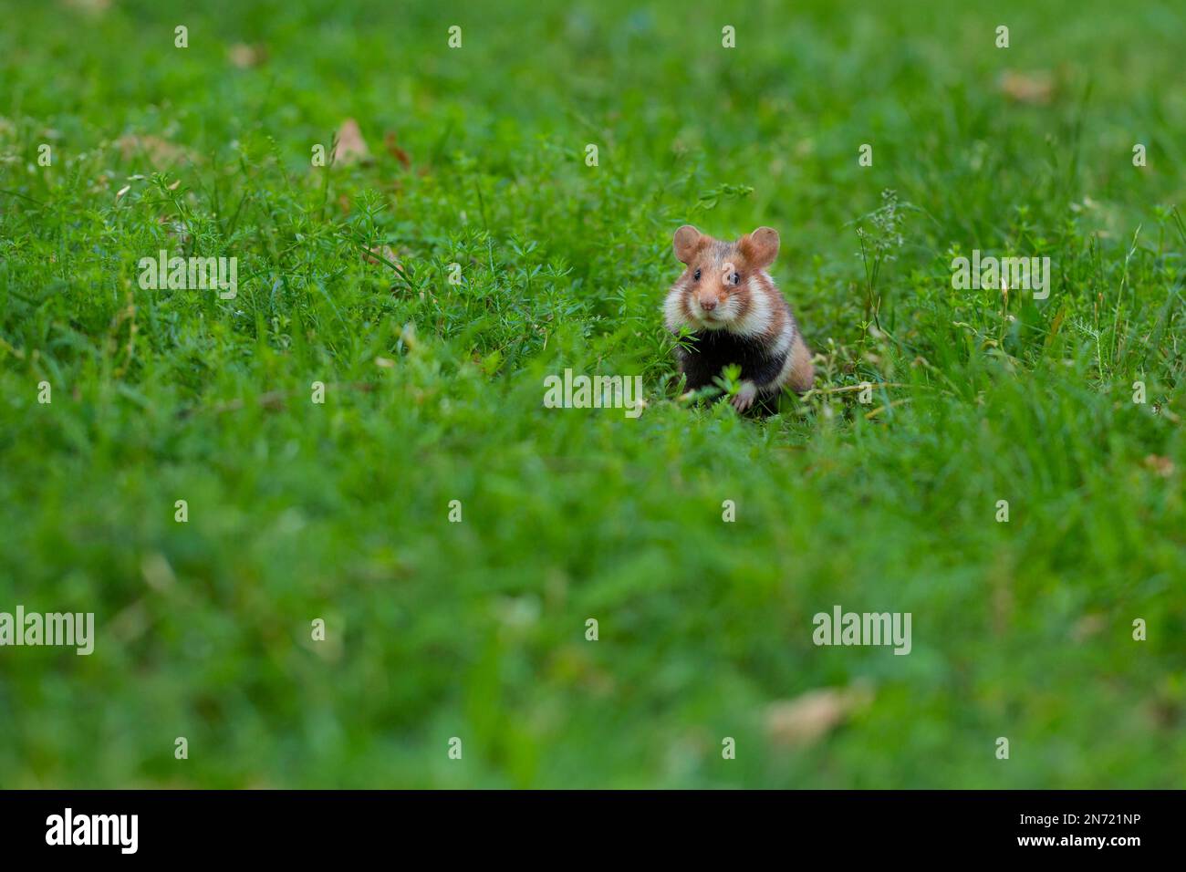 Spotted hamster hi-res stock photography and images - Alamy