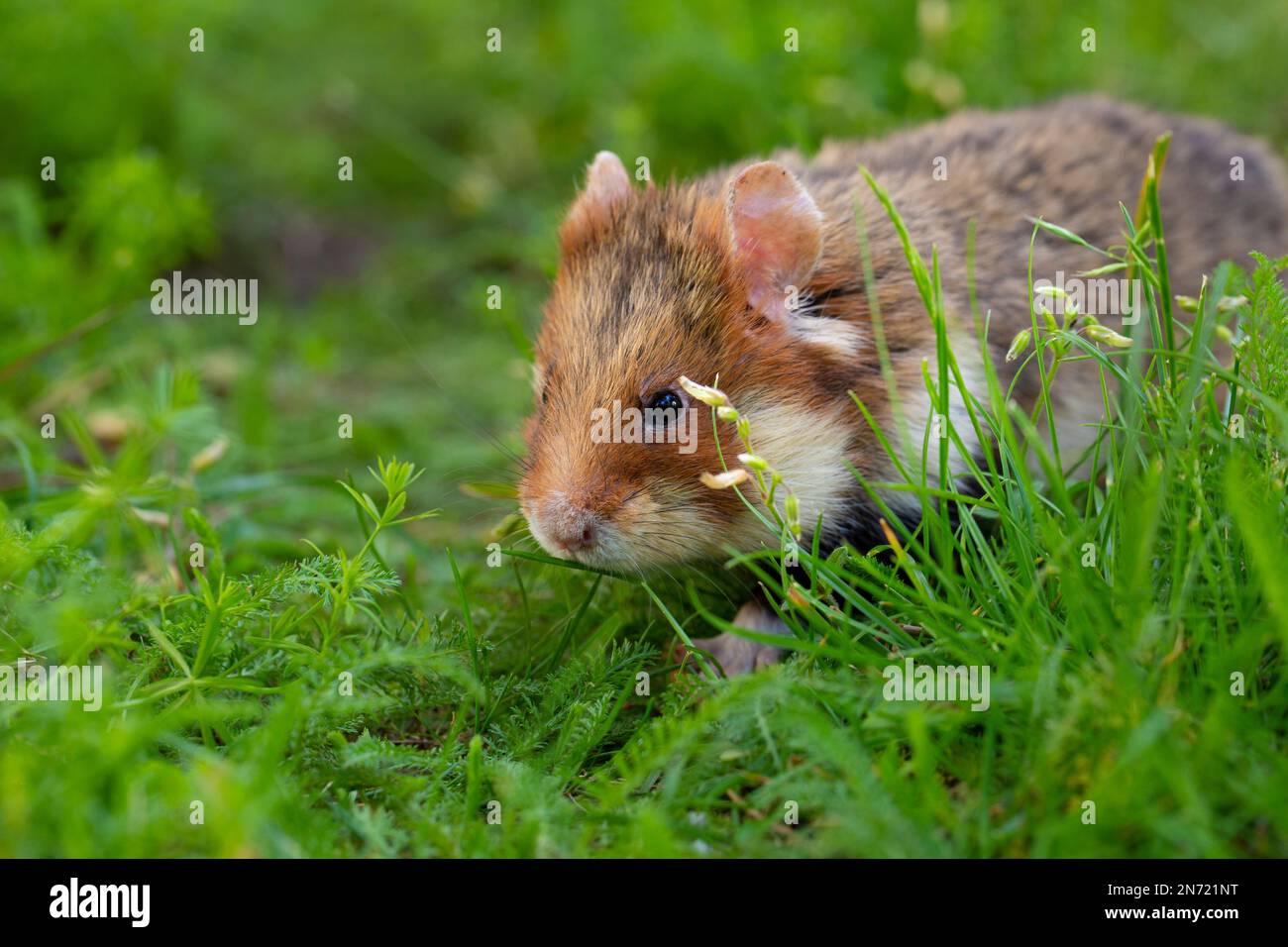 Field hamster, Cricetus cricetus, European hamster, meadow Stock Photo ...